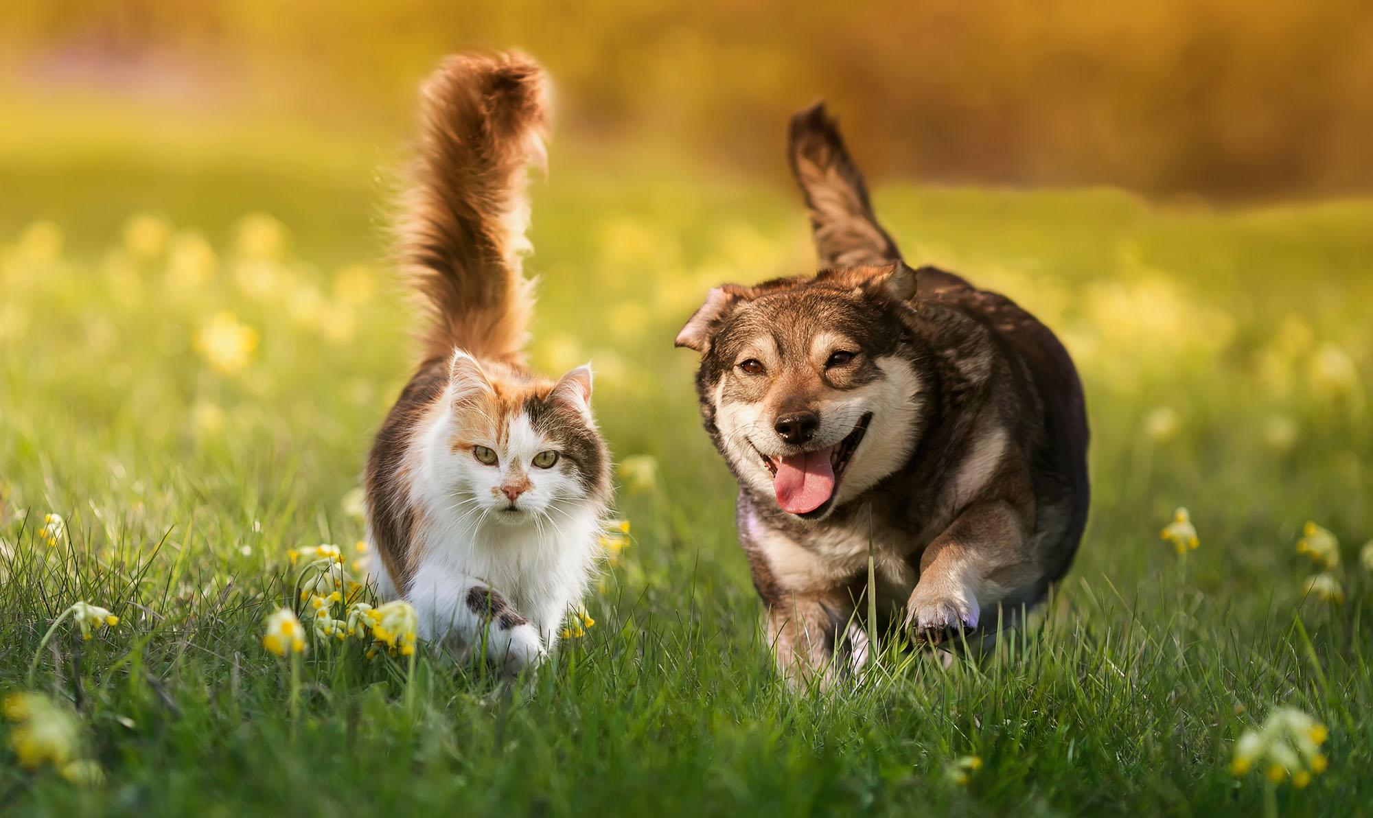 The wildest smart tech for pets | Currys