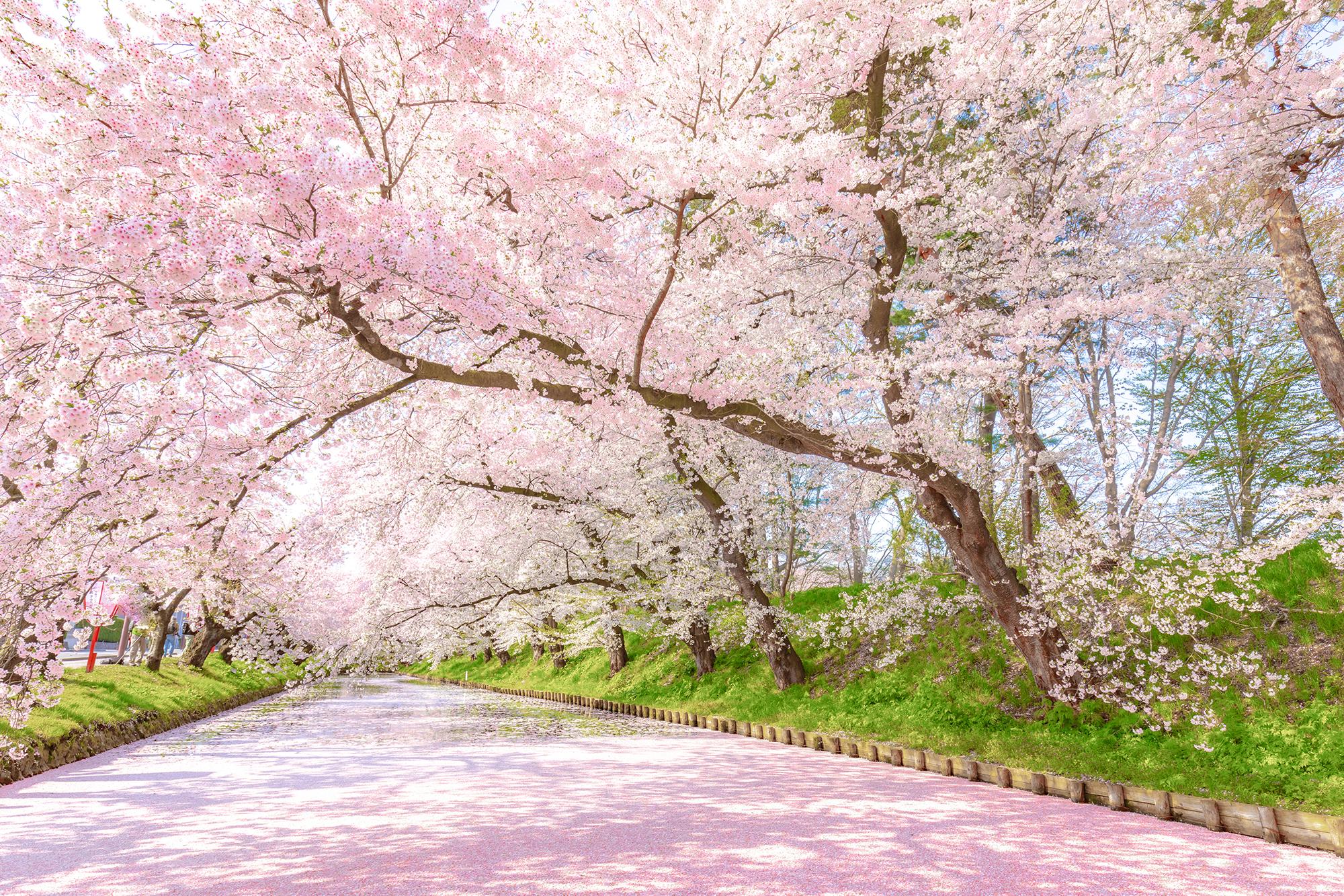 The tech you need for epic cherry blossom pics | Currys